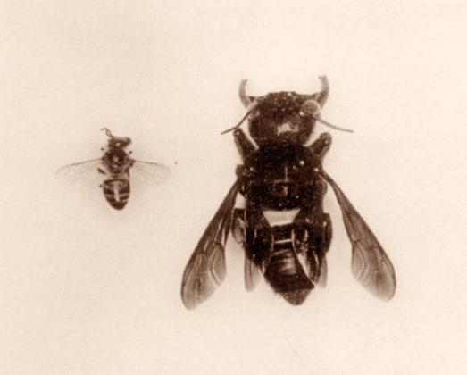 Megachile Pluto: Η μεγαλύτερη μέλισσα του κόσμου - Melissokomia Net . gr