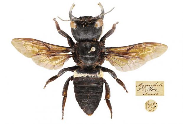 Megachile Pluto: Η μεγαλύτερη μέλισσα του κόσμου - Melissokomia Net . gr