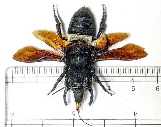 Megachile Pluto: Η μεγαλύτερη μέλισσα του κόσμου - Melissokomia Net . gr