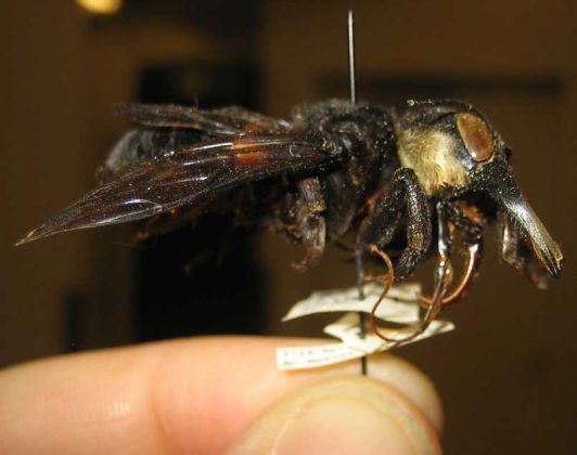 Megachile Pluto: Η μεγαλύτερη μέλισσα του κόσμου - Melissokomia Net . gr