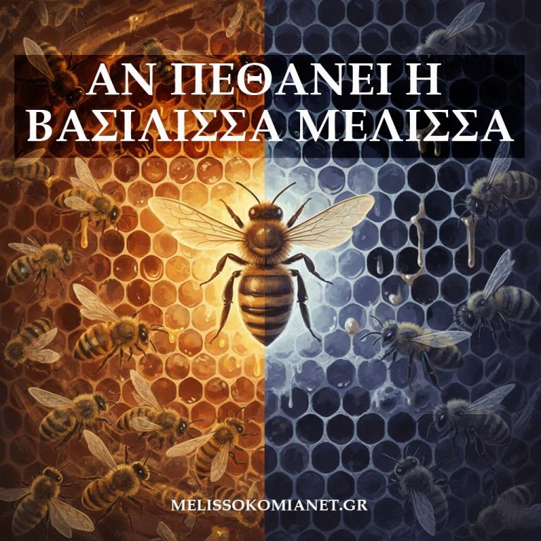 Αν Πέθανει η Βασίλισσα Μέλισσα – Τι Συμβαίνει στην Κυψέλη ...